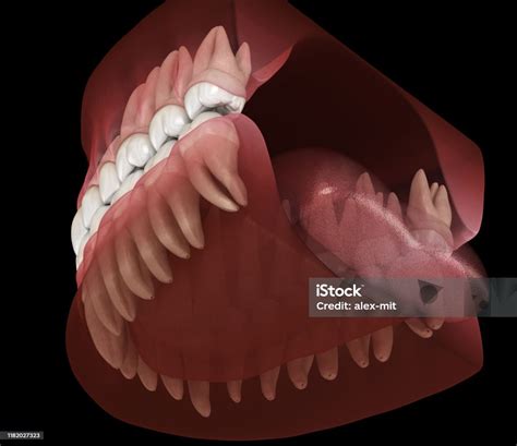 하악및 상악인간 잇몸과 치아의 형태학 의학적으로 정확한 치아 3d 일러스트레이션 개과에 대한 스톡 사진 및 기타 이미지 개과 건강관리와 의술 디자인 Istock