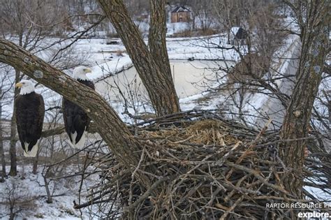 Decorah Eagles N6 Nest Cam Goes Live Opening A Long Awaited New Chapter