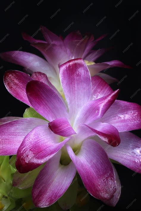 Premium Photo Beautiful Purple Turmeric Flower On Black