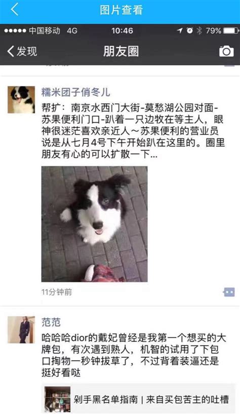 紧急帮扩一只边牧走丢了 知乎
