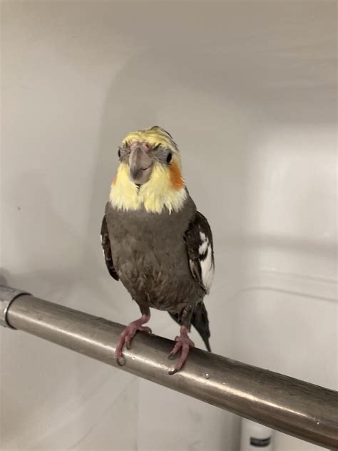 My Fluffy Son Gets Anger Eyes When Hes Wet Rcockatiel