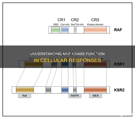 Understanding Map Kinase Function In Cellular Responses Medshun