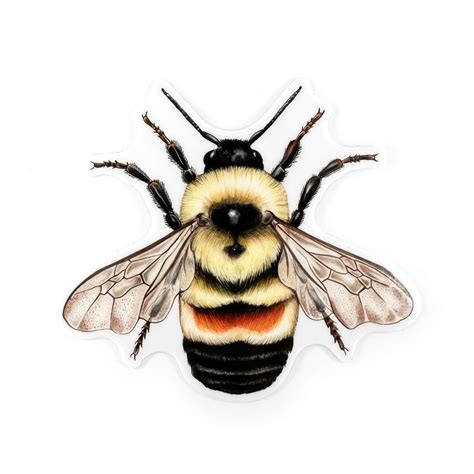 Rusty Patched Bumble Bee Sticker In 2024 Bee Sticker Bee Bumble Bee