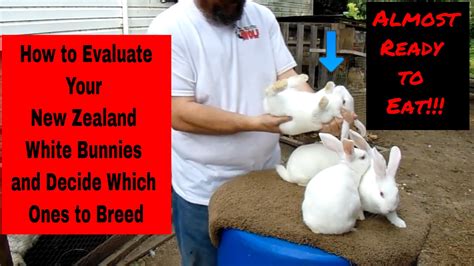 How Much Should I Feed My New Zealand Rabbit At Lula Meyers Blog