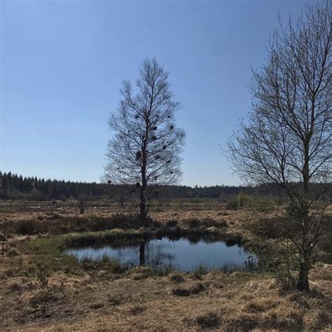 Baraque Michel 476 Visitors Baraque Michel 476 Visitors