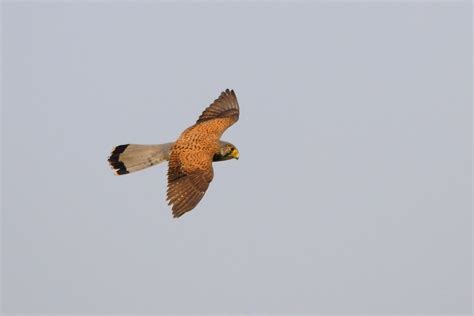 チョウゲンボウ 花鳥撮三昧