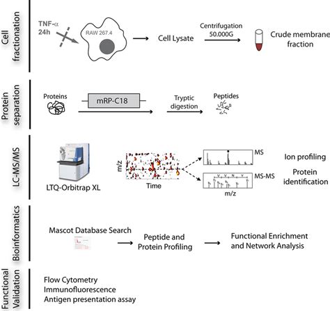 Workflow For Large Scale Quantitative Proteomics Analyses Of Raw2647 Download Scientific