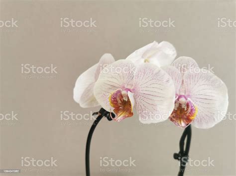 밝은 갈색 배경에 분홍색 정맥이있는 아름다운 흰색 Phalaenopsis 난초 꽃 열대 꽃 엽서 청첩장의 디자인을 위해 0명에