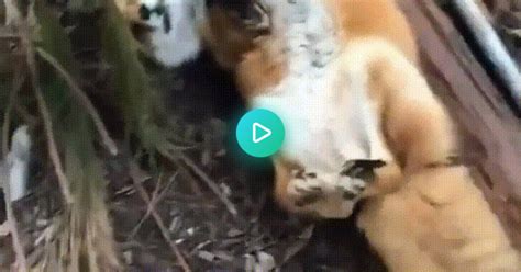 Fox Wagging Its Tail  On Imgur