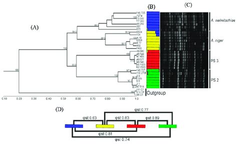 Cluster Analysis Based On Random Amplified Polymorphic Dna Rapd Download Scientific Diagram