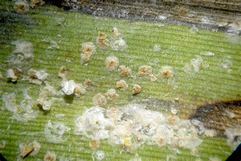 Aspidiotus Destructor Aspidiotus Destructor Picture Insect