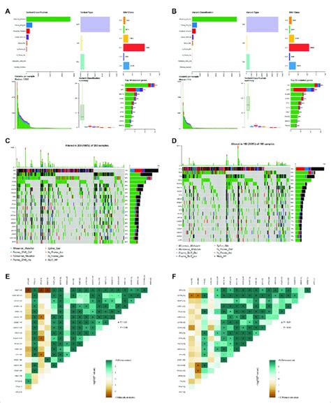 Somatic Mutation Analysis In The Two Subgroups A B Distribution Of Download Scientific