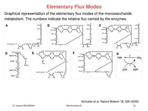 Ppt Metabolic Pathway Analysis Elementary Modes Powerpoint