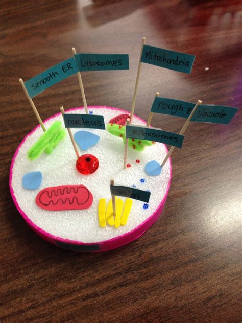 Animal Cell Working Model