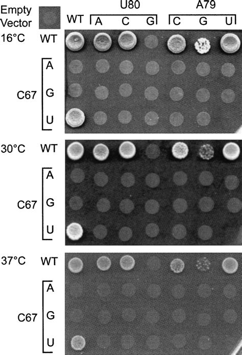 A Dynamic Bulge In The U6 Rna Internal Stem Loop Functions In