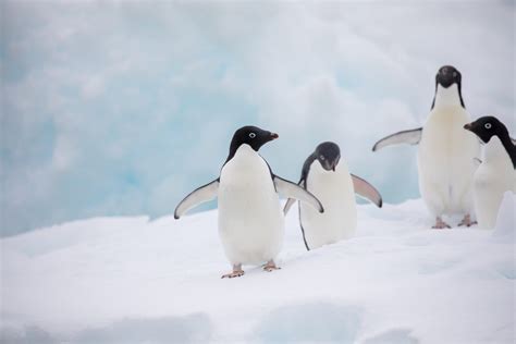 Popular Winter Animals That Thrive In Cold Weather Mystart