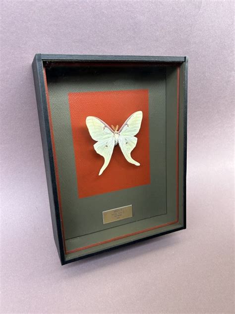 Moth Taxidermy Full Body Mount Actias Luna 26 Cm 20 Cm 7 Cm Non Cites Species