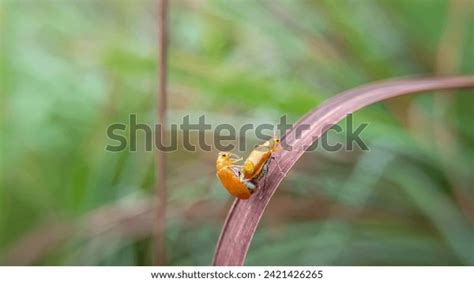 1개의 Arachnids Apifera 이미지 스톡 사진 3d 오브젝트 벡터 Shutterstock