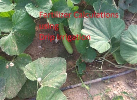 Fertilization Calculations Using Drip Irrigation