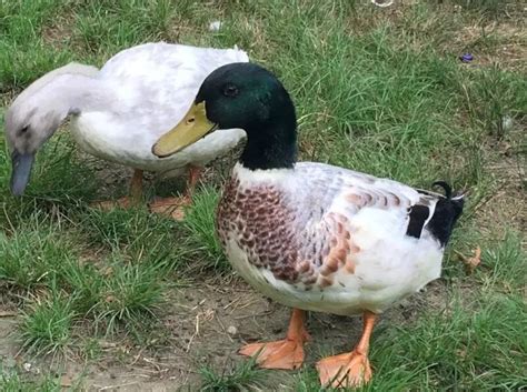 Duck Molting The Cape Coop