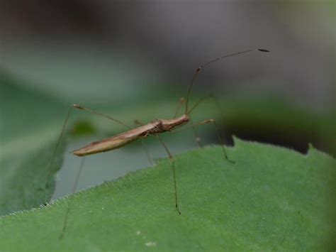 Stilt Bug Sp Bugguide Net