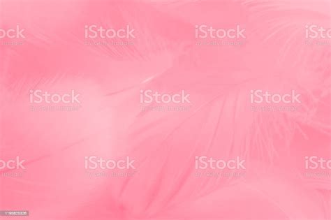 흰색 배경에 아름 다운 추상 화려한 흰색과 분홍색 깃털 과 부드러운 흰색 빨간 깃털 질감 핑크 패턴 핑크 배경 검은색에 대한 스톡 사진 및 기타 이미지 Istock