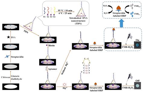 Colorimetric Sensors For Chemical And Biological Sensing Applications