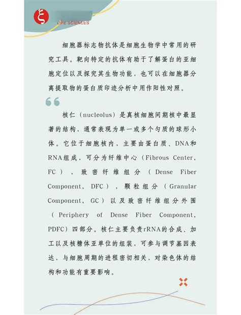 核仁：细胞内的rna工厂