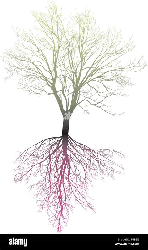 Tree Root Illustration Hi Res Stock Photography And Images Alamy