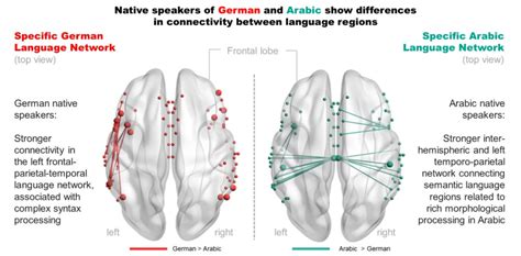 Language Features Shape Brain Wiring Techzle