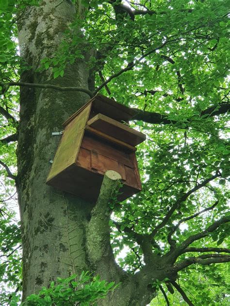 Run On Barn Owl Boxes As Acres Deadline Nears Free