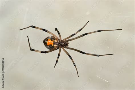 Brown Widow Spider Latrodectus Geometricus In Its Web In Houston Tx