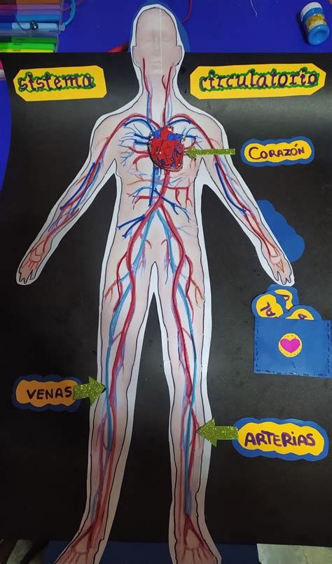 Sistema Circulatorio Maqueta Artofit