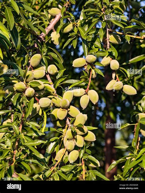 Almond Tree Fruit
