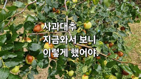 좀더 품질좋은 사과대추 생산을 위한 결과지 관리방법 Youtube