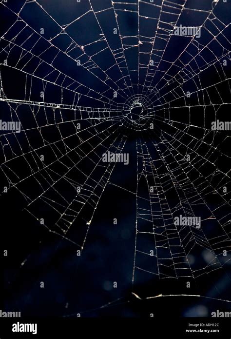 An Intricate Spider Web Stock Photo Alamy