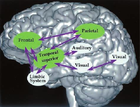 Schematic View Of Anatomical Connectivity Of The Superior Temporal Download Scientific Diagram