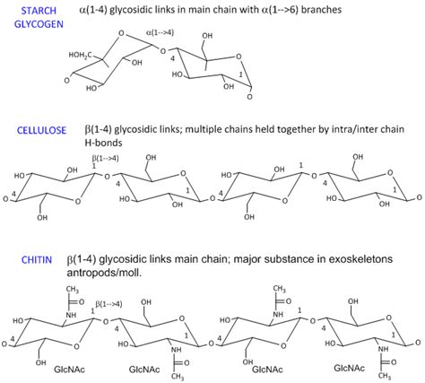 Starch And Glycogen Structure