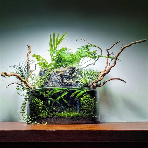 Wabi Kusa Aquascaping Garden Aquatic Plant Display Tank Wabi Kusa