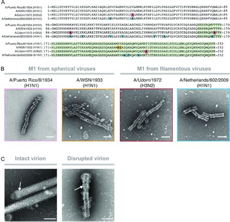 Formation Of Multilayered Oligomers Is Independent Of Virus Morphology Download Scientific