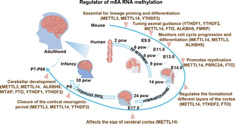 Figure 1 From Review Rna Methylation In Neurodevelopment And Related Diseases Semantic Scholar