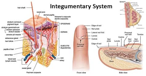 Integumentary System Organs Functions Common Diseases