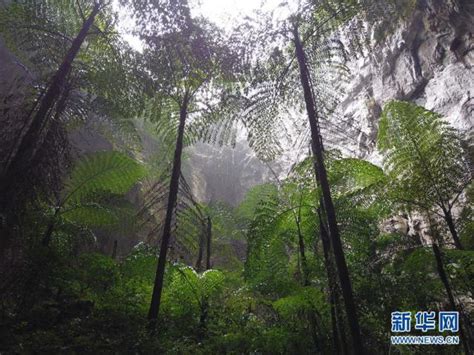 This Giant Sinkhole Has A Whole Forest Inside It L 360 On History
