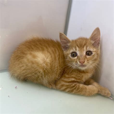 뱅갈고양이 도베르만분양 미니말티즈 스핑크스고양이분양 장모치와와 빠삐용 스핑크스고양이 브리티시숏헤어분양 칠공이 강아지무료분양 고양이무료분양 도그마루 보호소 유기견