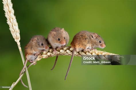 사랑 스러운 귀여운 수확 쥐 중립 녹색 자연 배경으로 밀 줄기에 미세 미 뉴 트 멧밭쥐에 대한 스톡 사진 및 기타 이미지 멧밭쥐 가지 식물 부위 갈고리 발톱 Istock