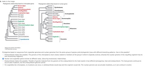 Solved Phylogenetic Relationships Based On Nuclear Genes