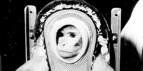 Jun 14 In 1949 Albert Ii Became The First Monkey In Space That