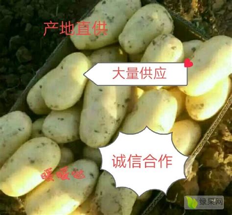 荷兰十五土豆226土豆土豆价格行情蔬菜商情网