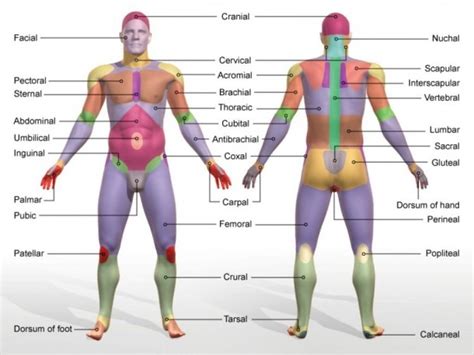 Body Regions Diagram
