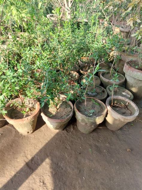 Zatoon 🫒 Plant Small Size About 1 Feet Without Gamla Darazpk